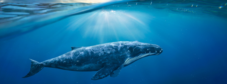 The Most Beautiful Classroom English Whale Conservation